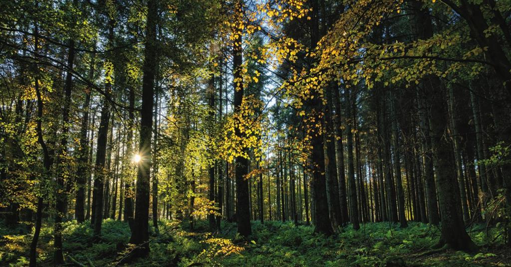Forestry: A critical role in the race to reach net zero | Special ...