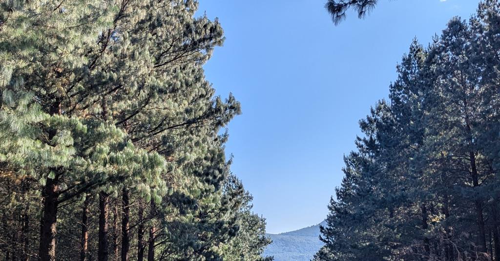 New Forests-managed African Forestry Impact Platform invests in Rance ...