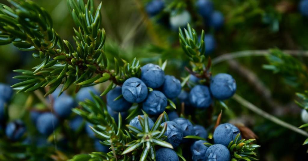 Proterra Asia partners with Mekong Blue for Laos blueberry project ...