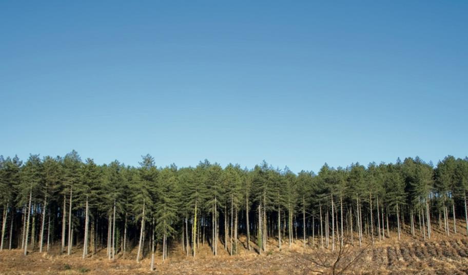 Forestry: UK woodland values on the rise | Magazine | Real Assets