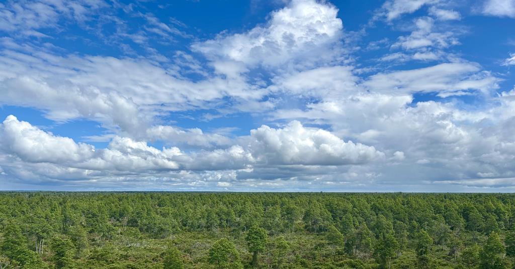 AXA IM Alts invests in US nature-based solutions firm Pantheon Regeneration | News | Real Assets