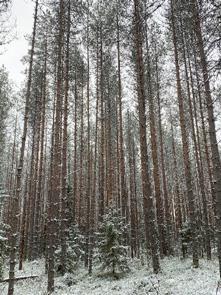 CapMan expands into natural capital with Dasos purchase | News | Real ...