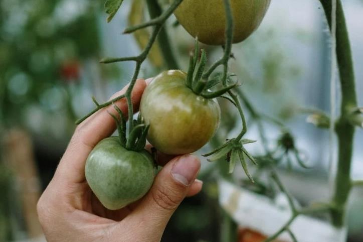 Centuria Australia agriculture fund adds 21-hectare glasshouse facility ...