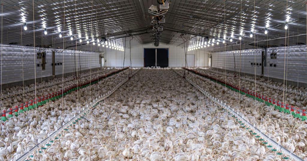 SDCL takes stake in US poultry waste-to-energy project | News | Real Assets