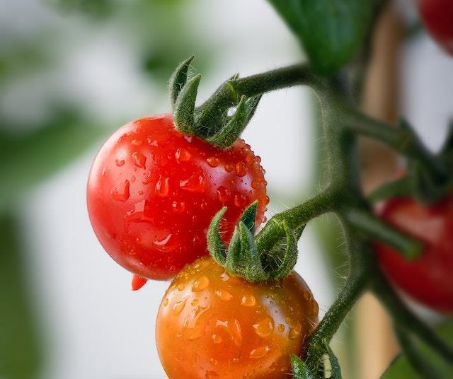 Centuria acquires Sundrop Farms from Morrison & Co | News | Real Assets