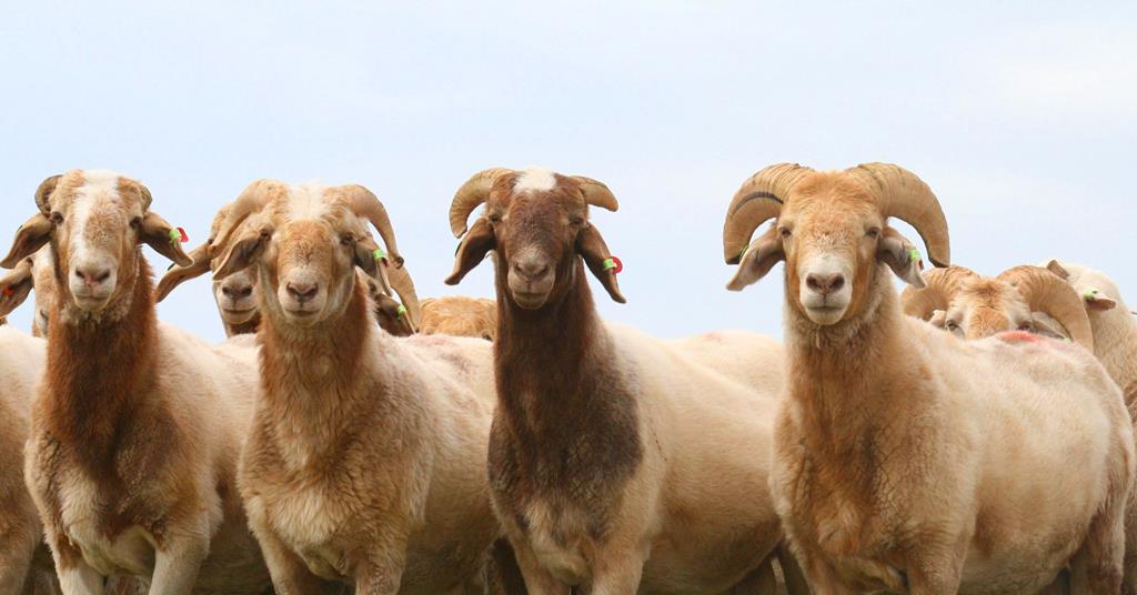MIRA buys Australian farm portfolio from Qatar's Hassad Food | News ...