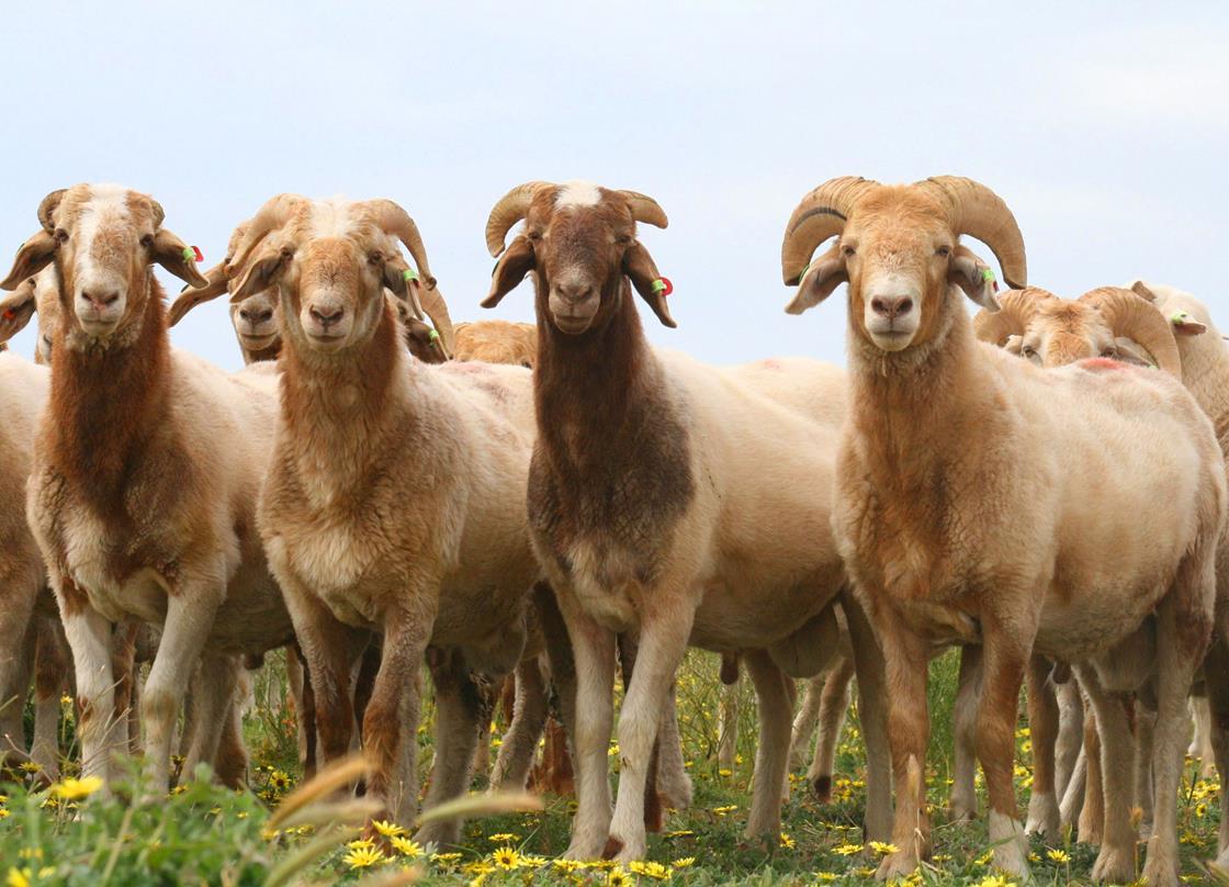 MIRA buys Australian farm portfolio from Qatar's Hassad Food | News ...